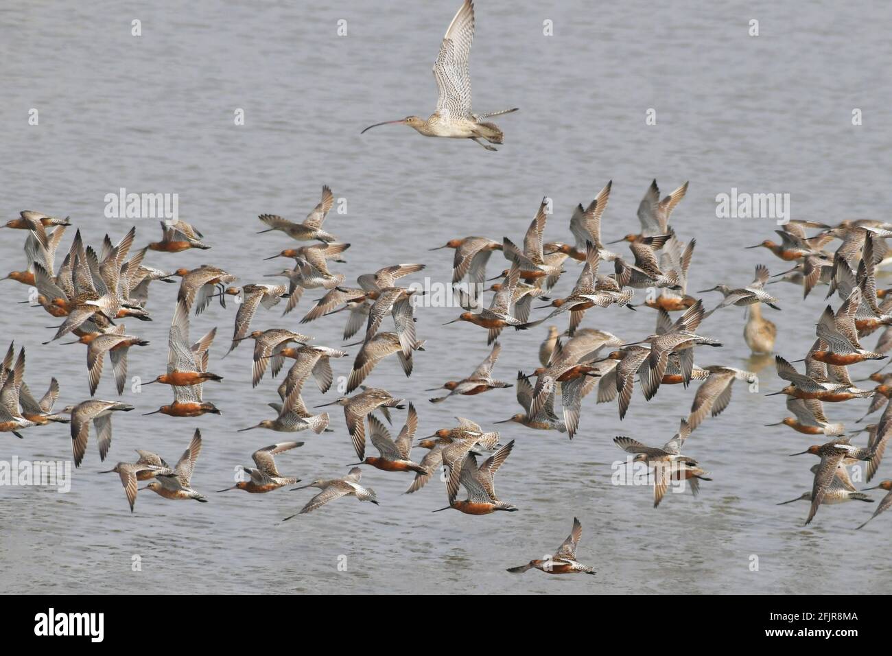 Godwit flying city hi-res stock photography and images - Alamy
