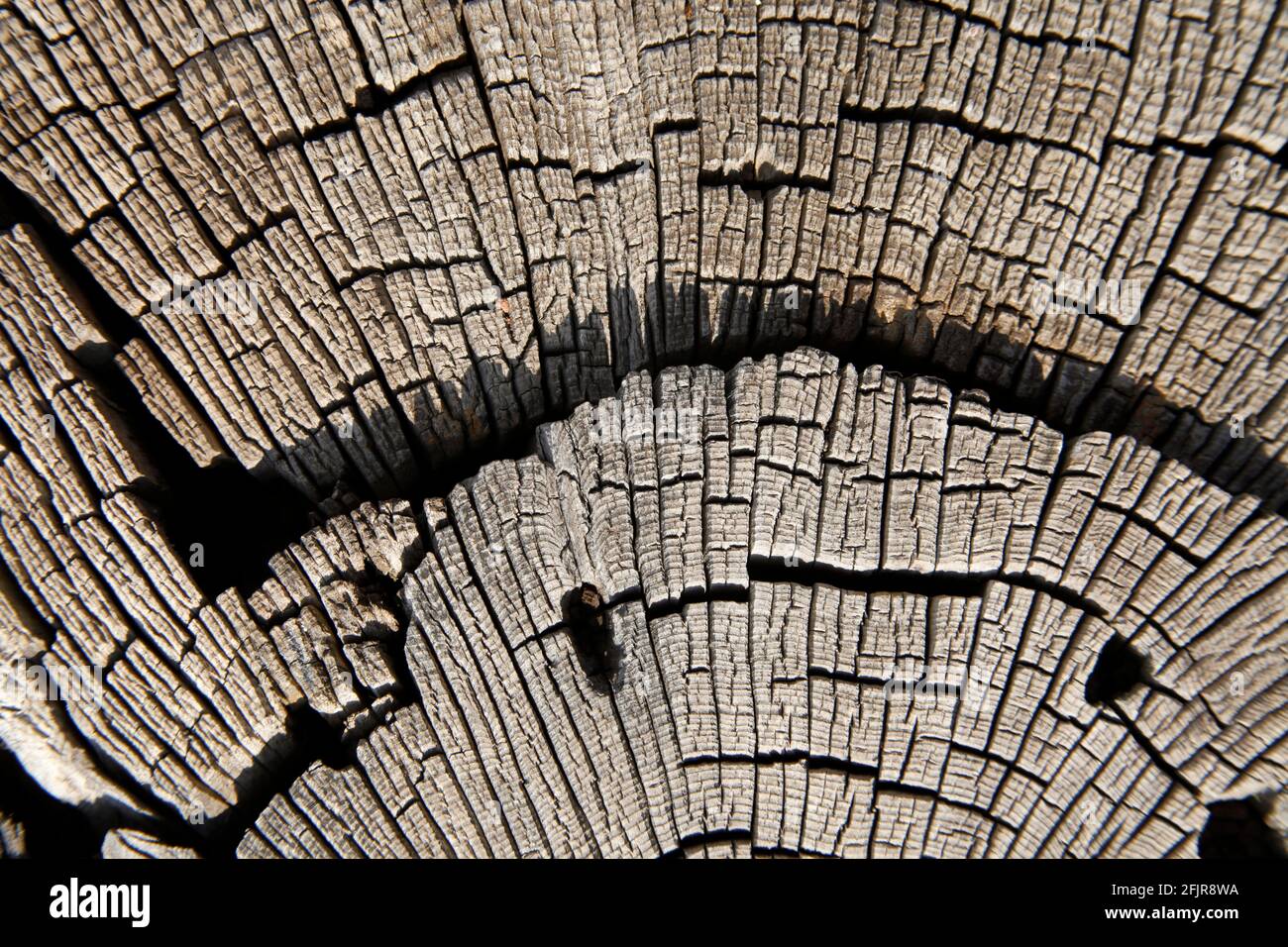 Wooden cross section . Abstract wood texture background Stock Photo - Alamy