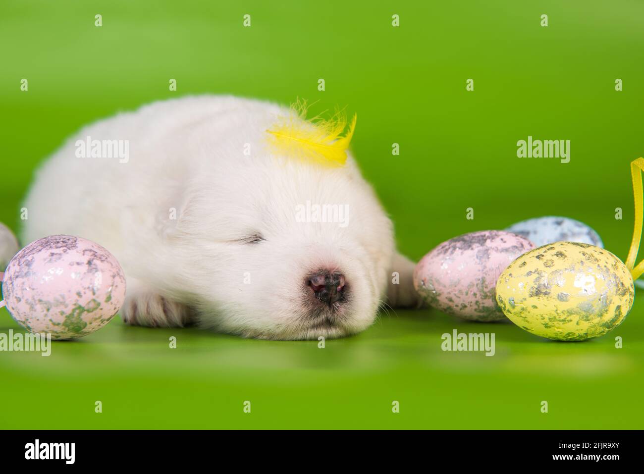 White small Samoyed puppy dog with eggs on Easter Stock Photo - Alamy