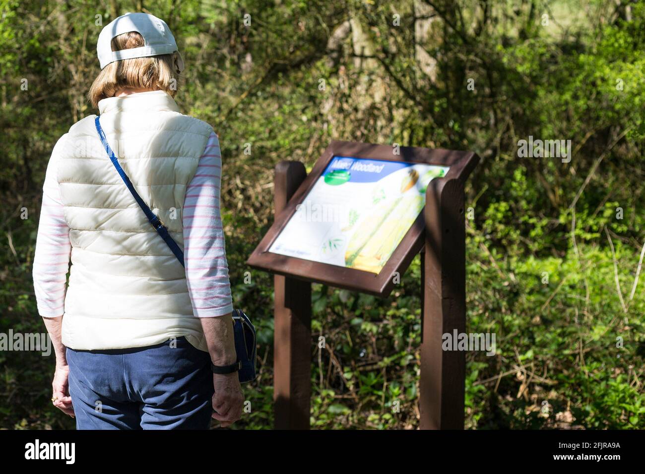 A woman in a baseball cap looks at a map of a woodland walk in ...