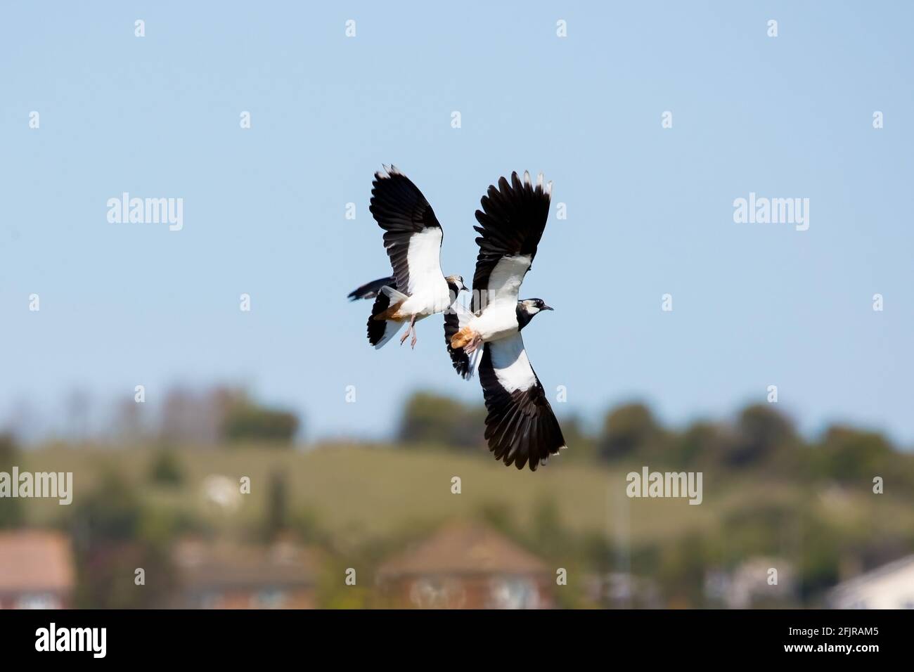 Flying lapwings hi-res stock photography and images - Alamy