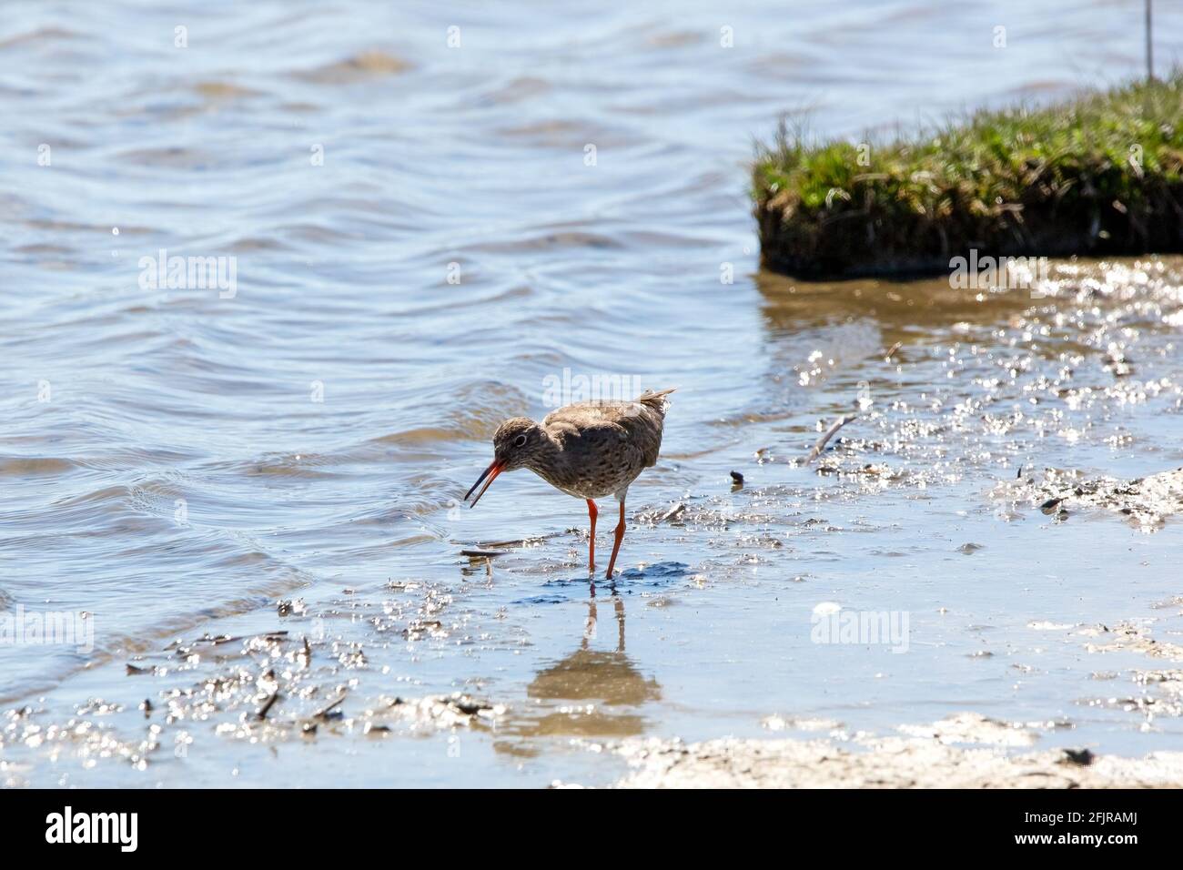 Common wading birds hi-res stock photography and images - Alamy