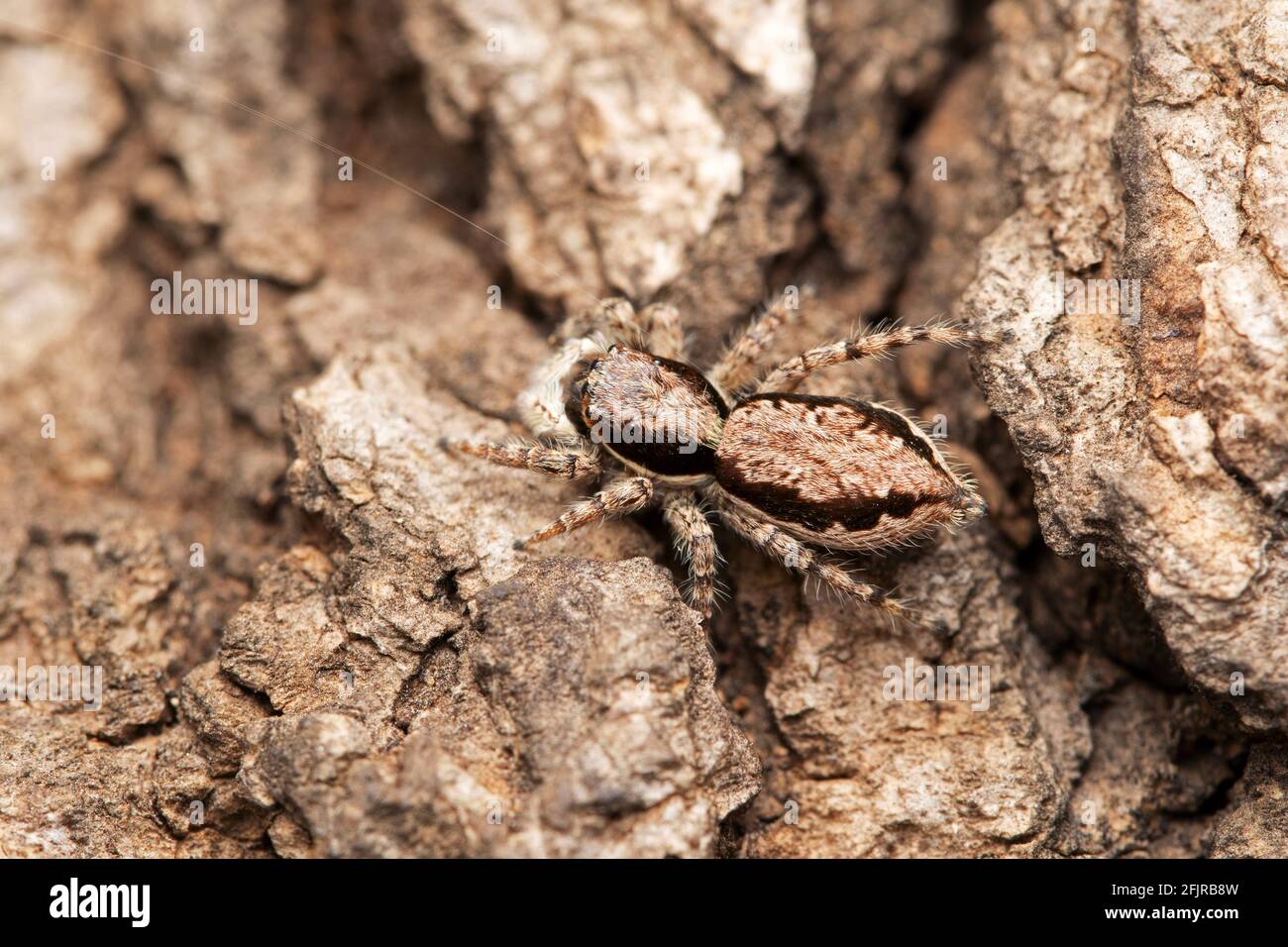 Bark spider hi-res stock photography and images - Alamy