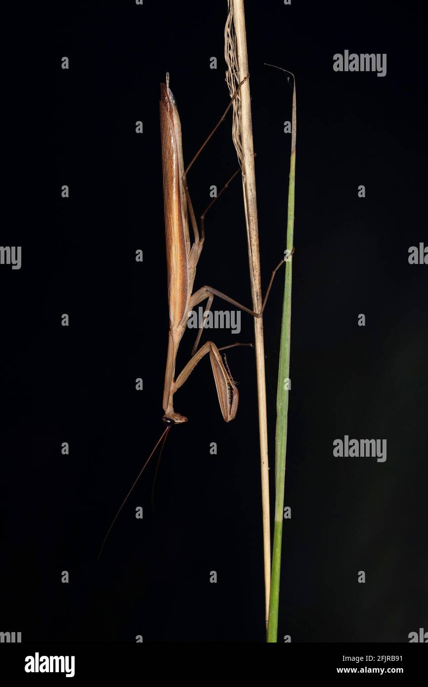 Chinese praying mantis hi-res stock photography and images - Alamy