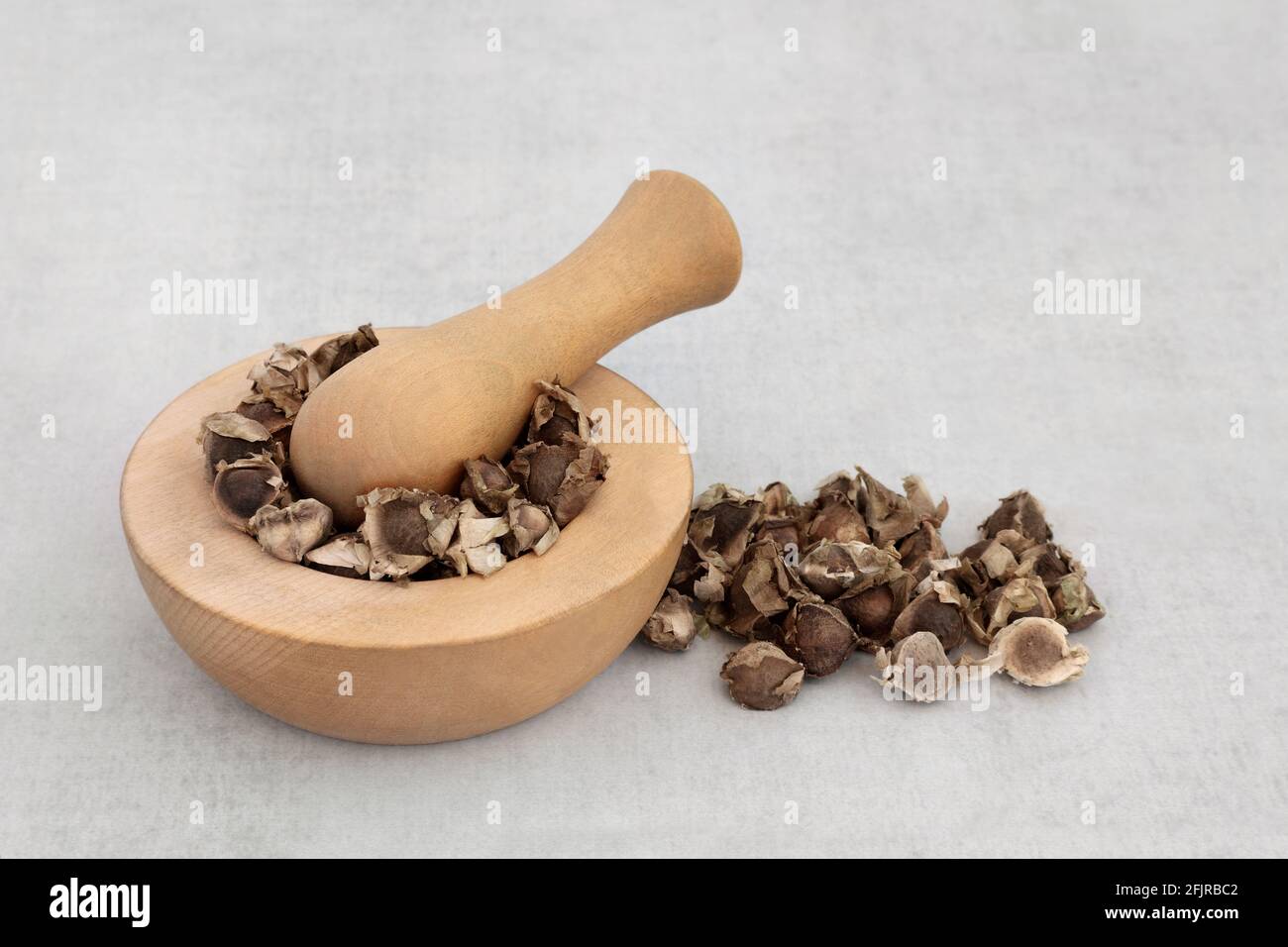 Moringa oliefera herb seed used in herbal medicine to treat arthritis ...