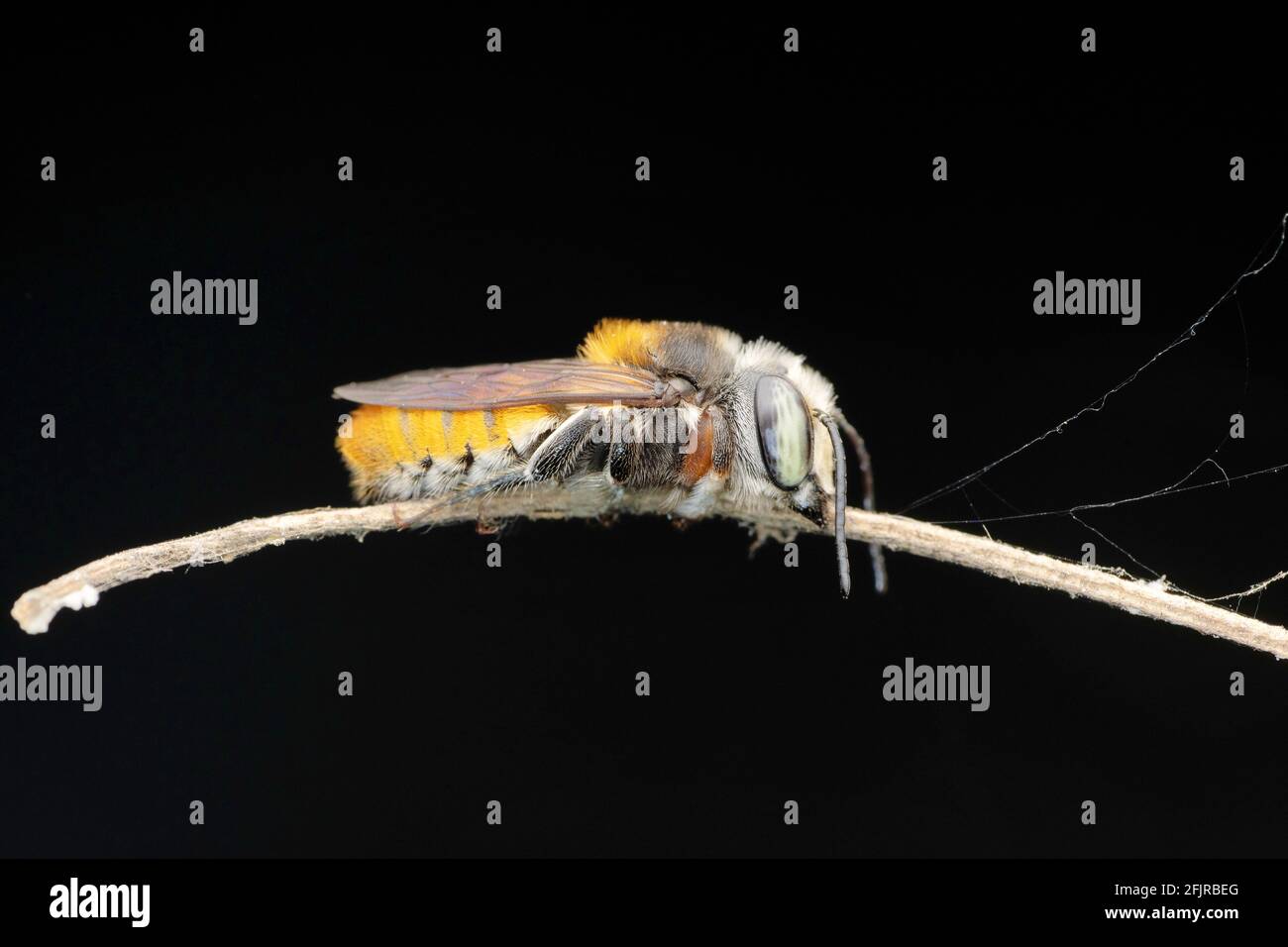Lateral view of Flaming Sweat bee, Megachile bicolor, Satara ...