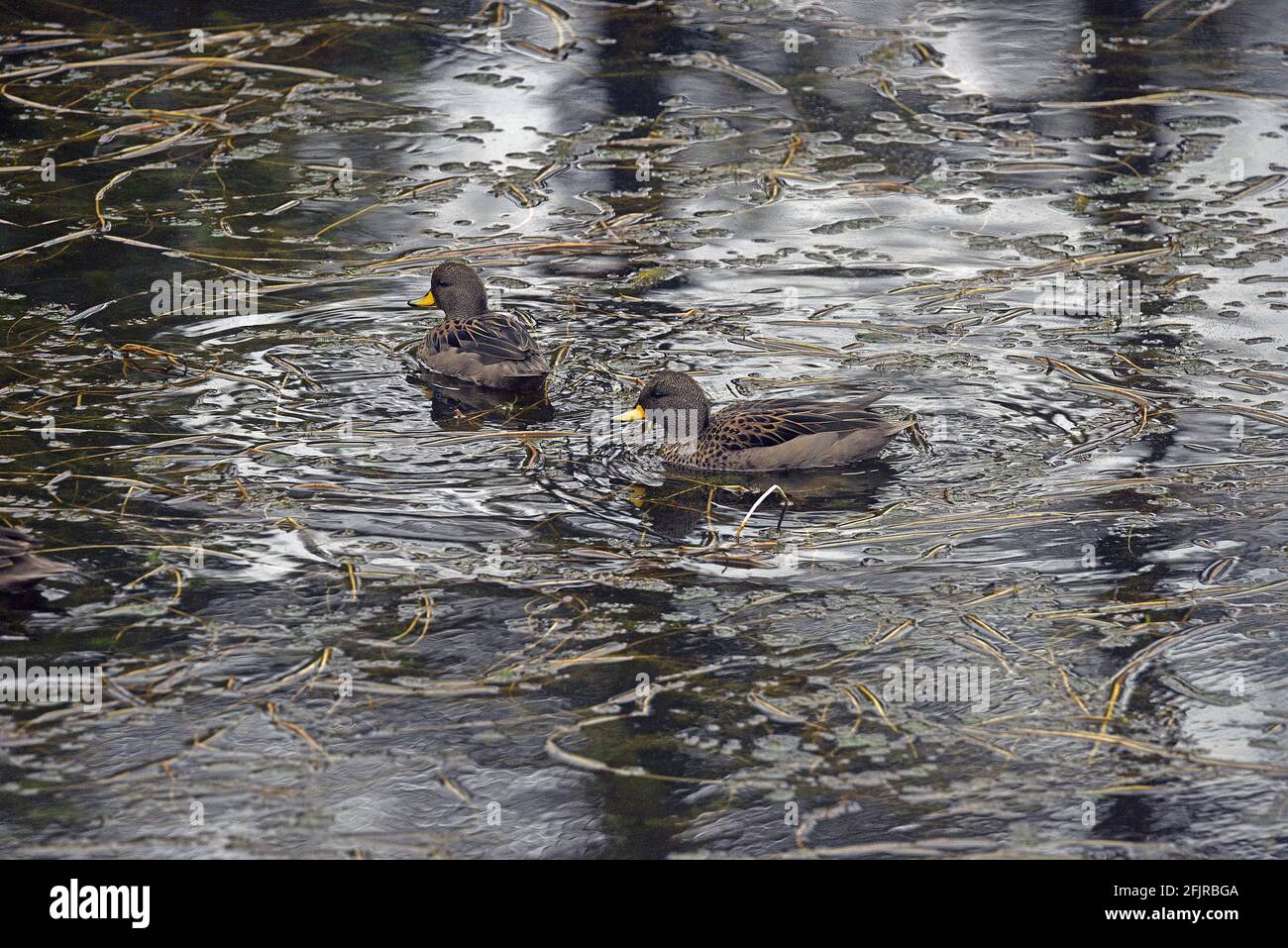 America ducks hi-res stock photography and images - Alamy
