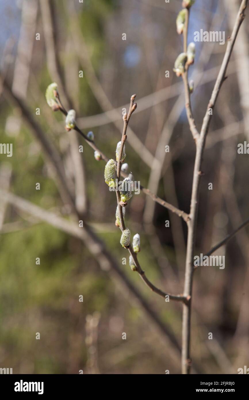 Flowering willows hi-res stock photography and images - Alamy