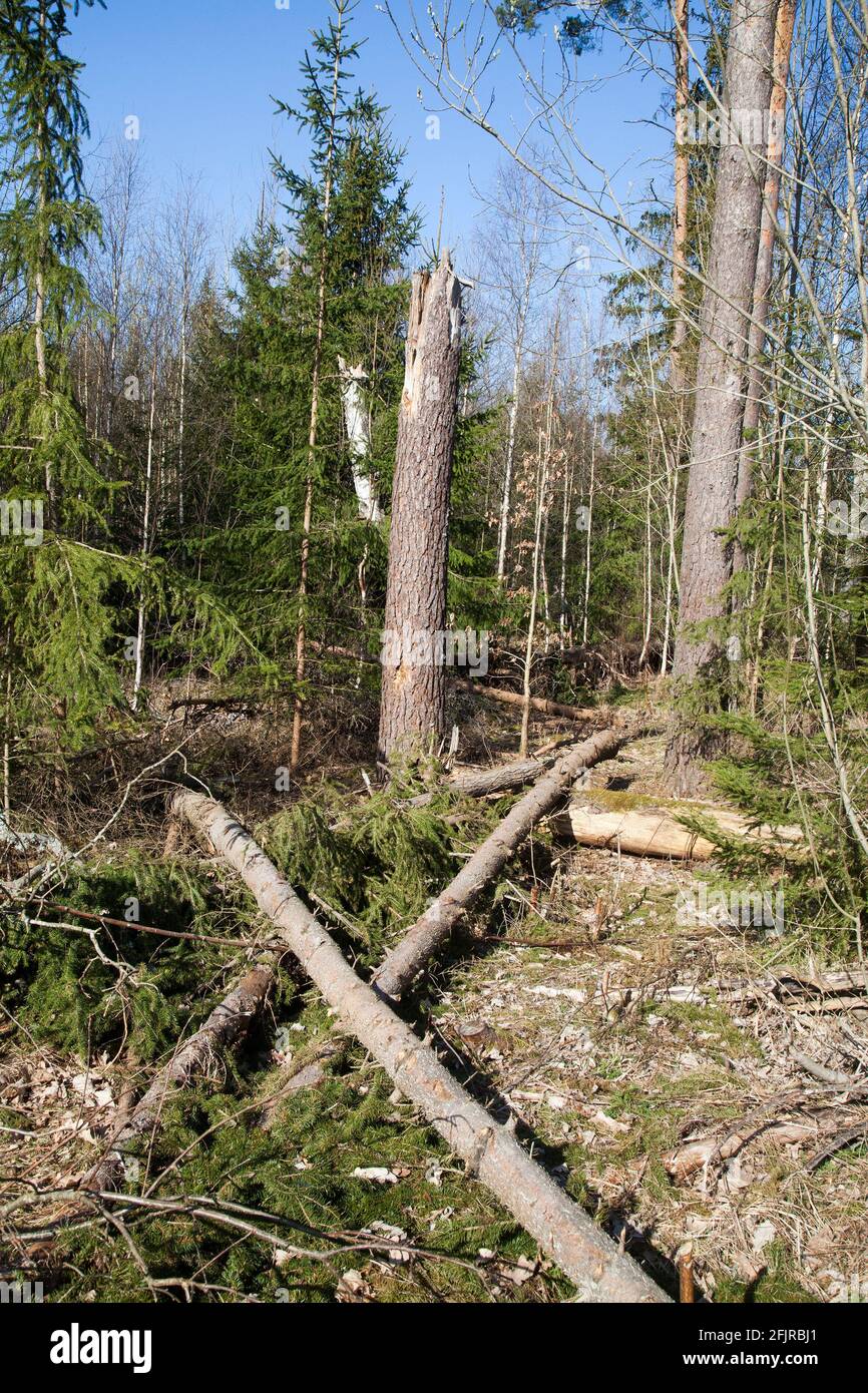 Broken trees hi-res stock photography and images - Alamy