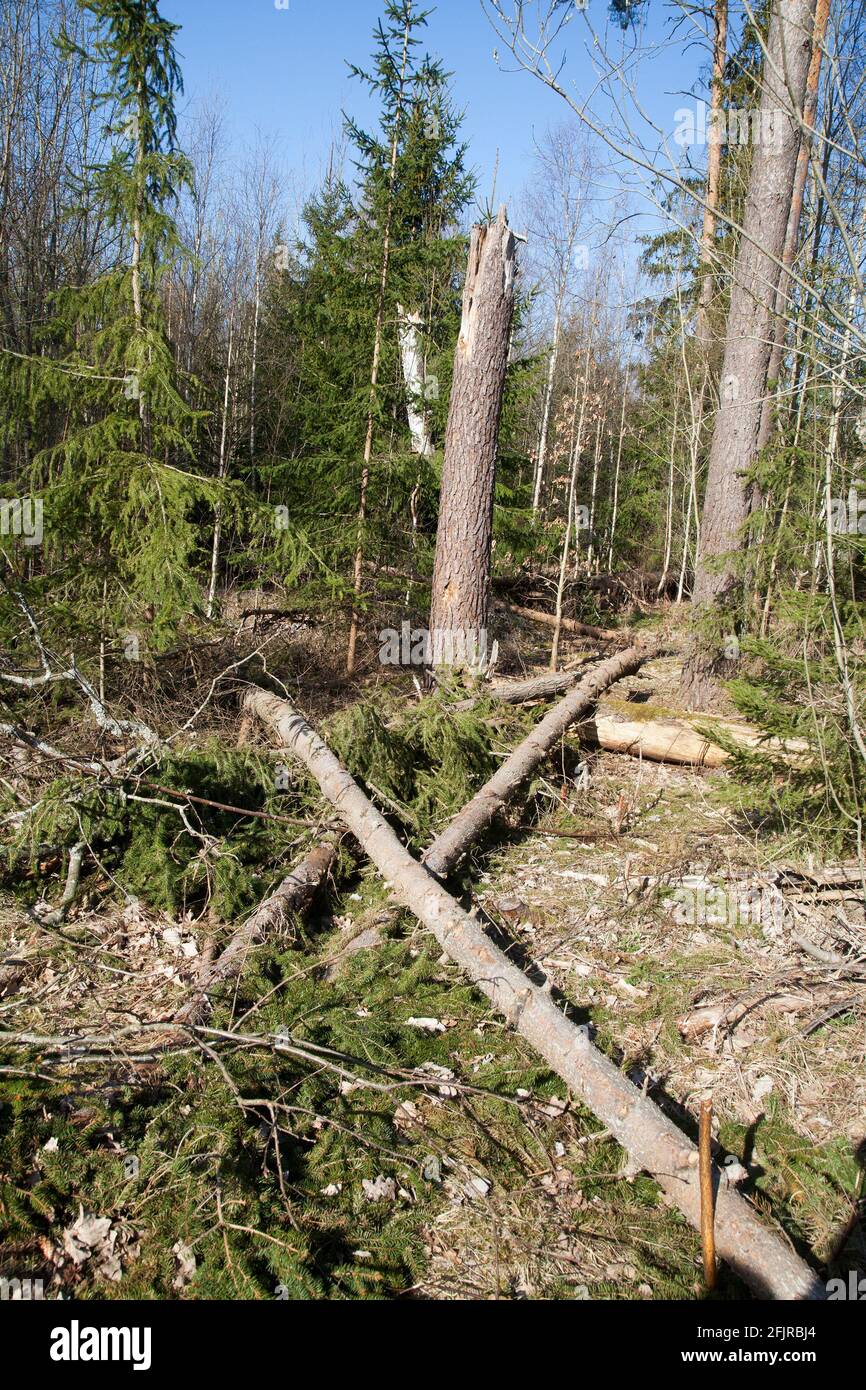 BROKEN TREES after the last storm Stock Photo - Alamy
