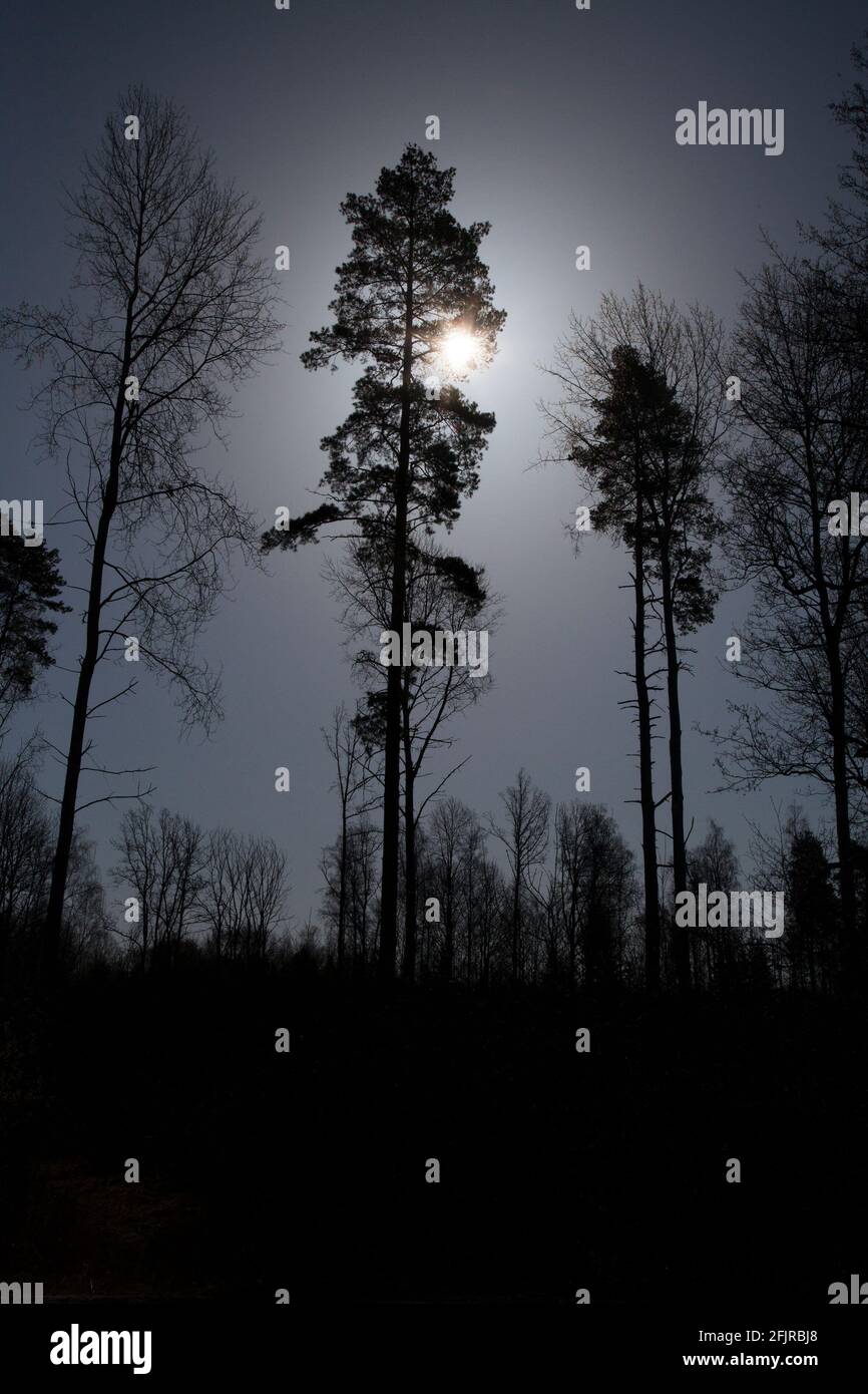 Sparse pine forest hi-res stock photography and images - Alamy