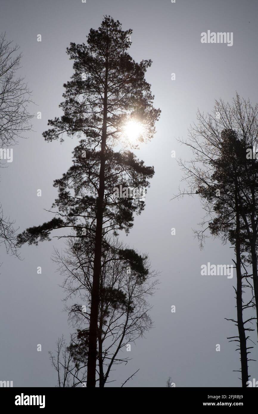 Sparse pine forest hi-res stock photography and images - Alamy