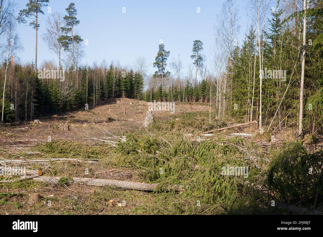 DEFORESTATION for the construction of a new road through the forest ...