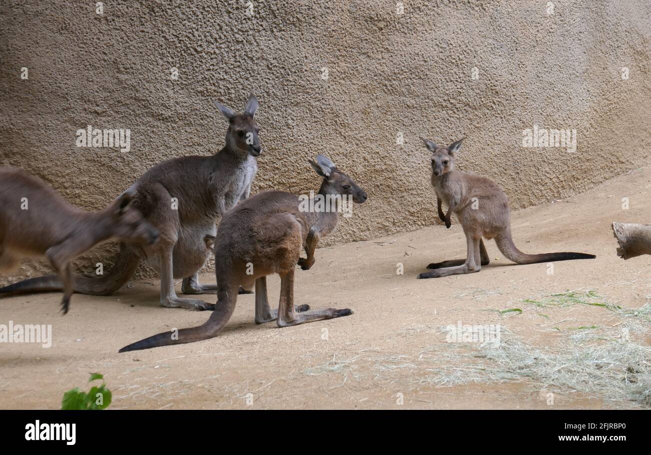 Los Angeles, California, USA 22nd April 2021 A general view of ...