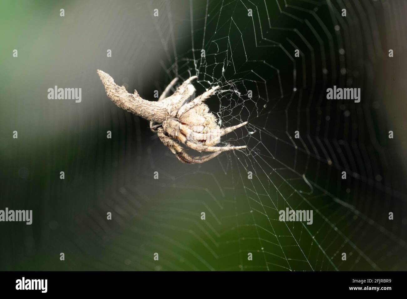 Twig mimic spider, Poltys columnaris, Satara, Maharashtra, India Stock ...