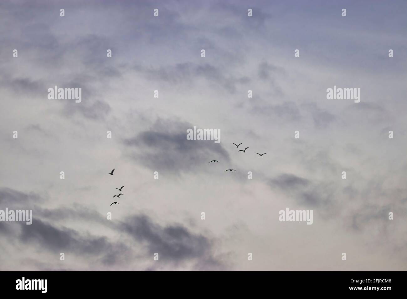 a small flock of birds flying late in the evening Stock Photo - Alamy