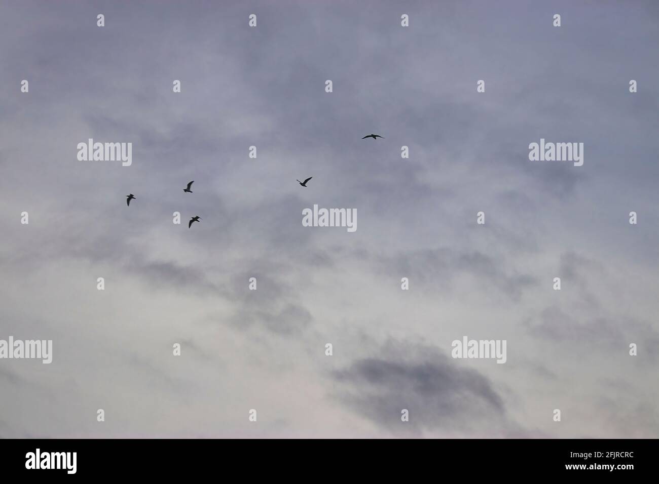 a small flock of birds flying late in the evening Stock Photo - Alamy