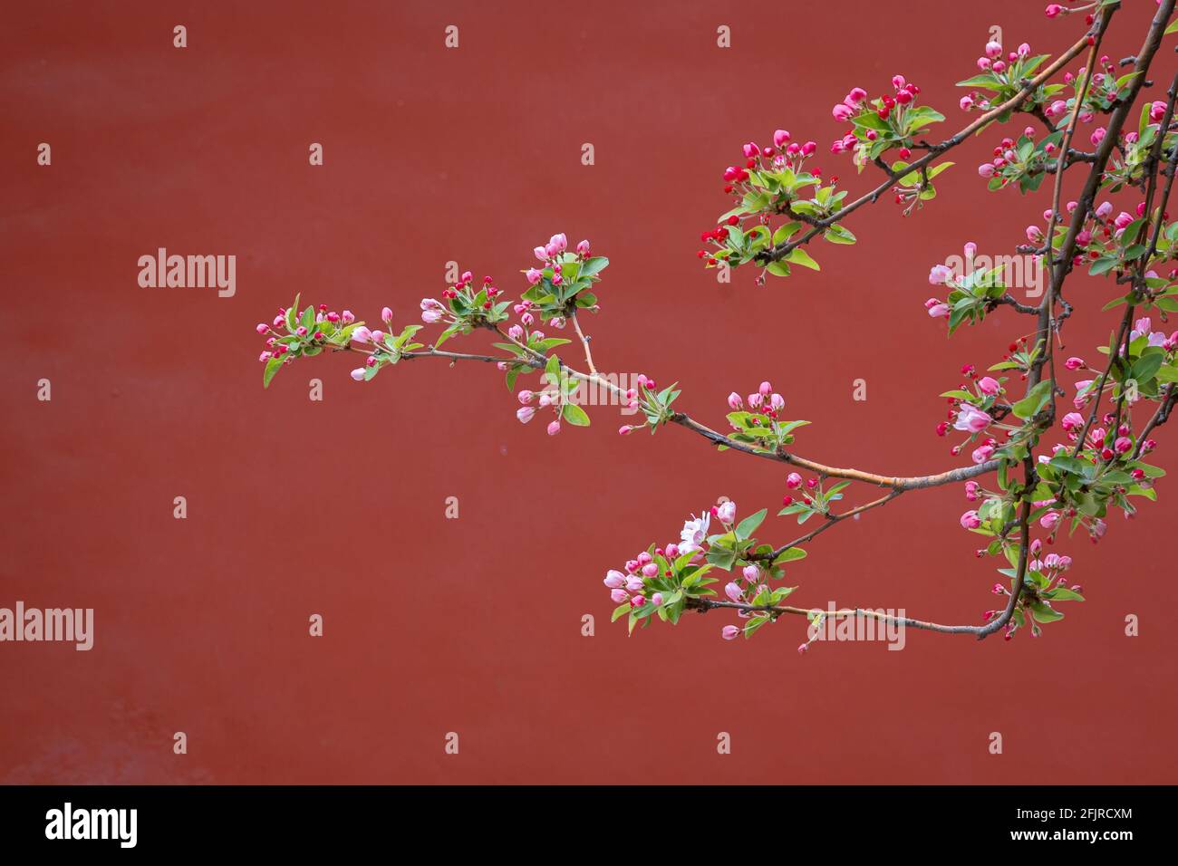 Spring flowers with red wall and ancient building background in the ...