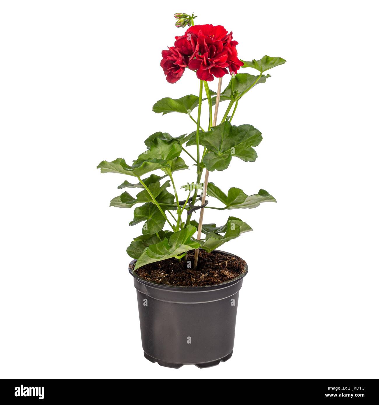 Geranium or pelargonium flowers in flowerpot isolated on white ...