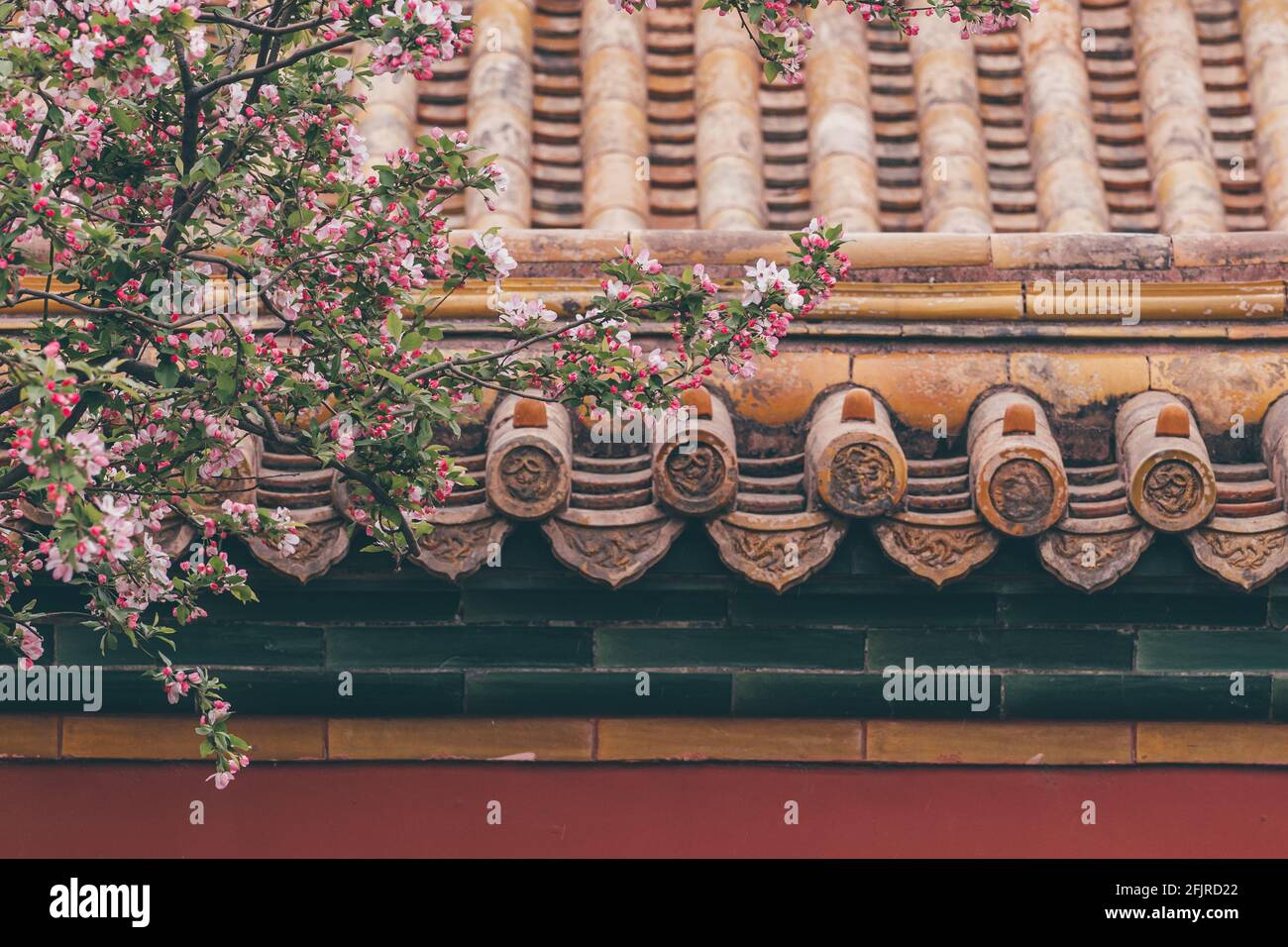 Spring flowers with red wall and ancient building background in the ...