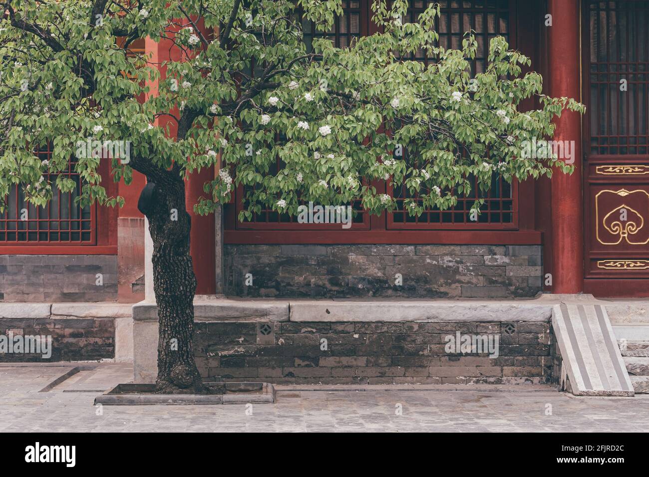 Spring flowers with red wall and ancient building background in the ...