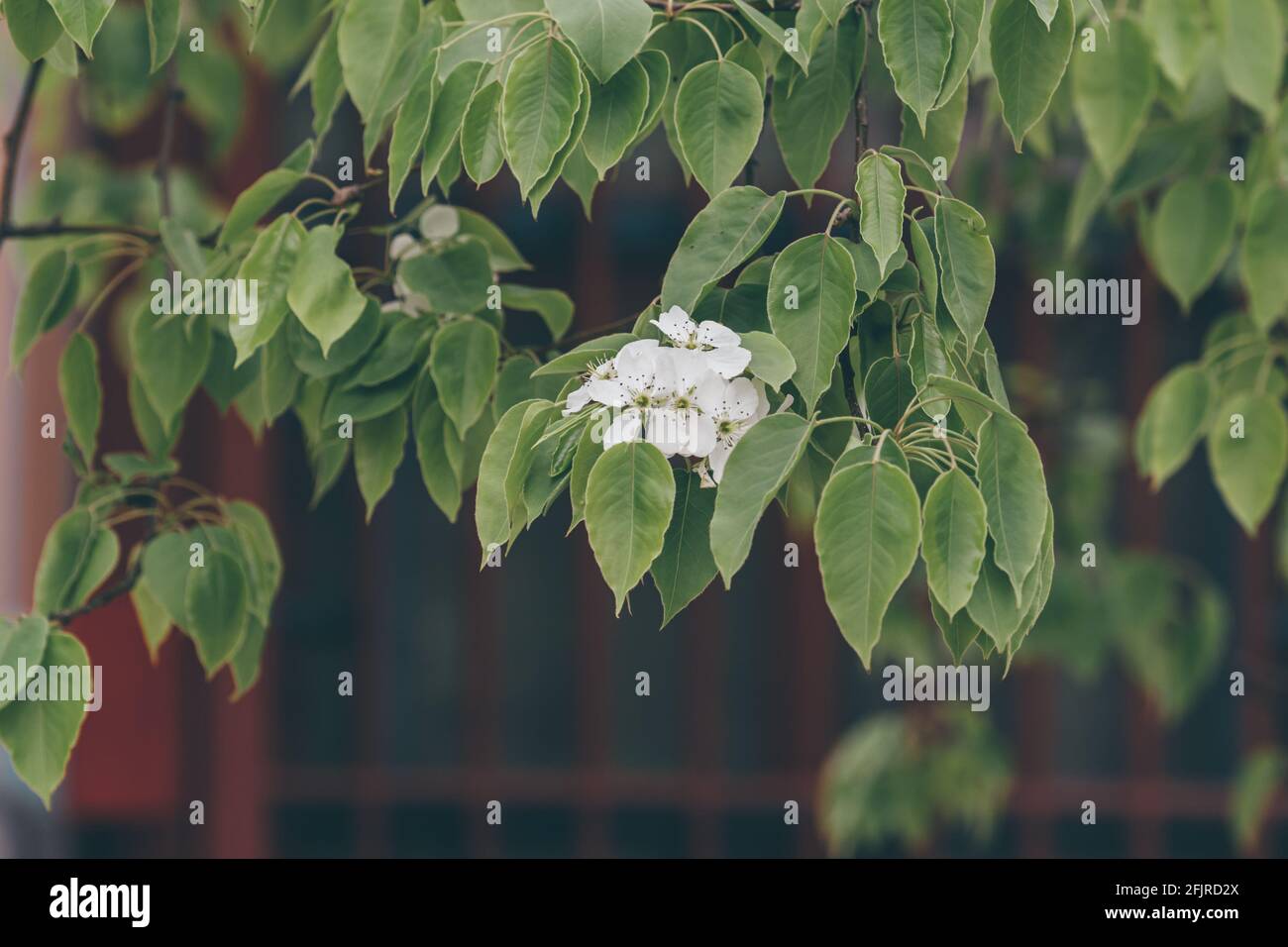 Spring flowers with red wall and ancient building background in the ...