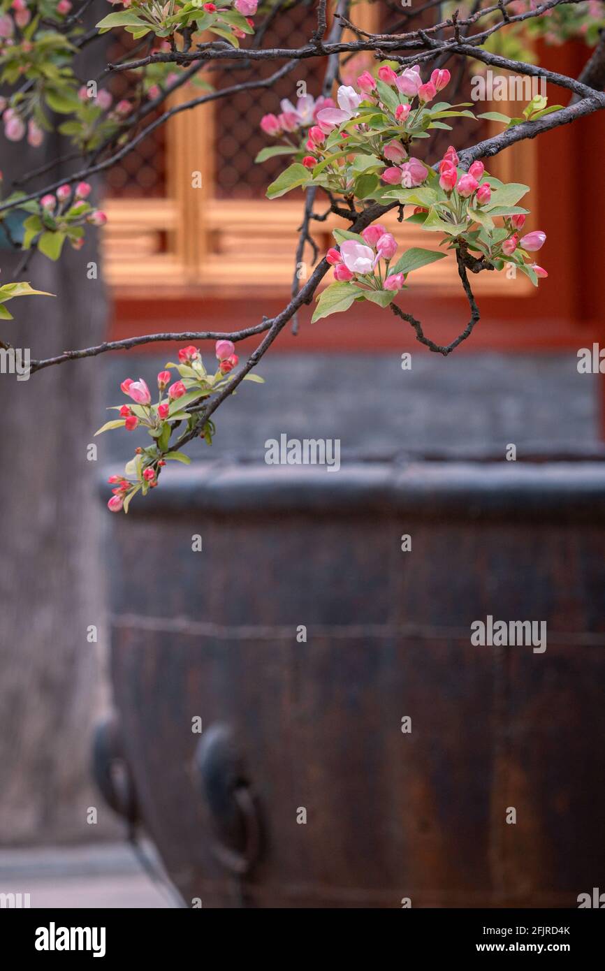 Spring flowers with red wall and ancient building background in the ...