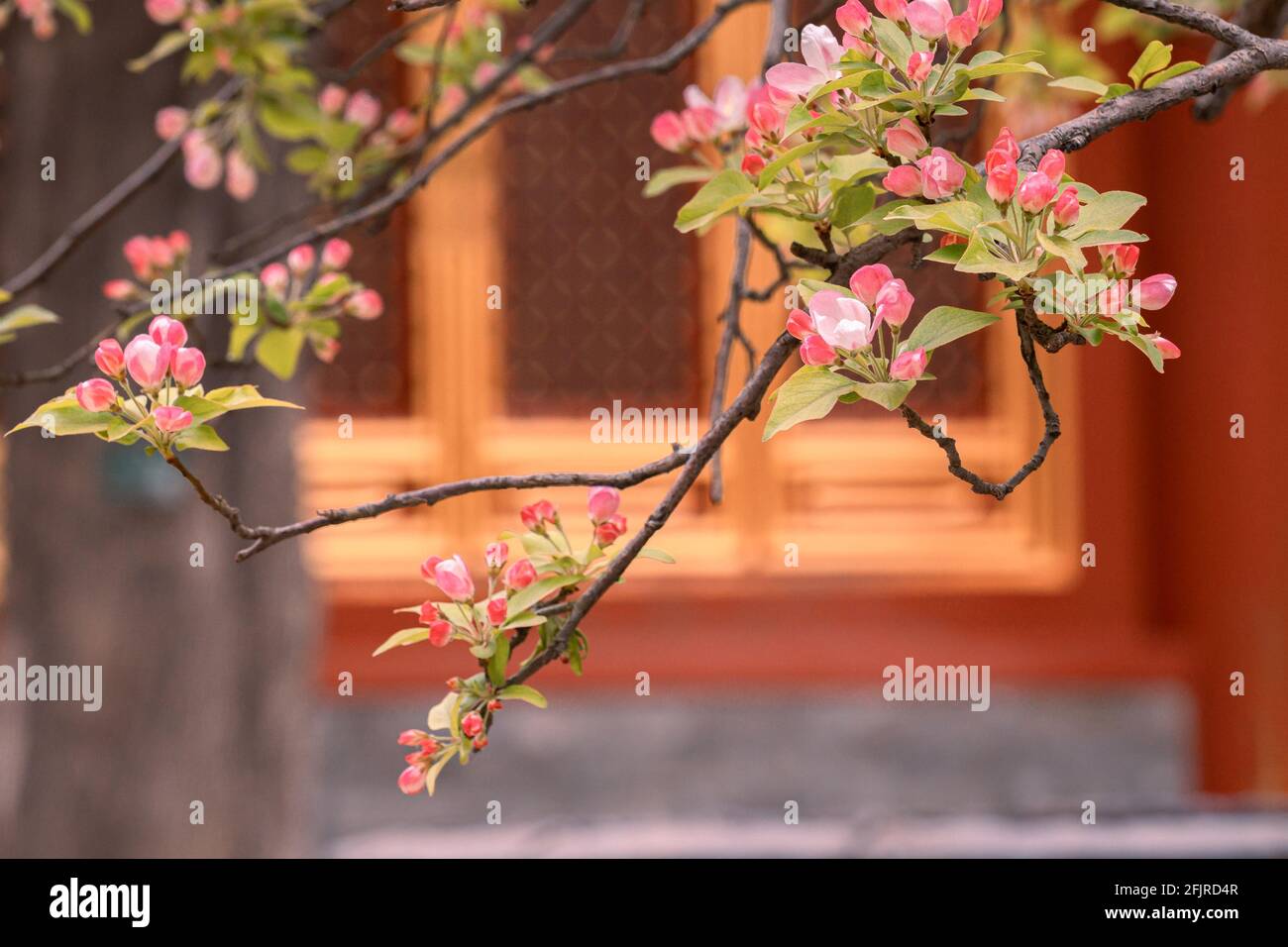 Spring flowers with red wall and ancient building background in the ...