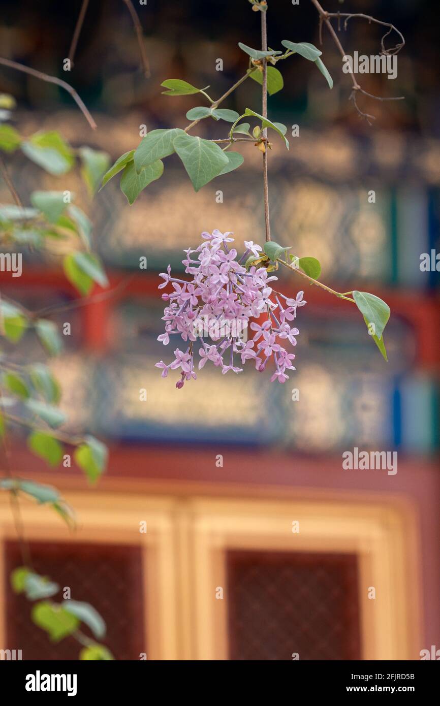 Spring flowers with red wall and ancient building background in the ...