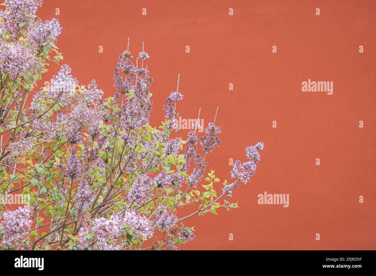 Spring flowers with red wall and ancient building background in the ...