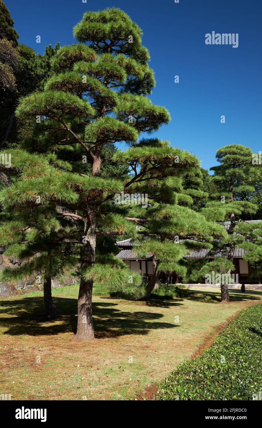 The picturesque cultivated pine trees in the Japanese-style garden of ...