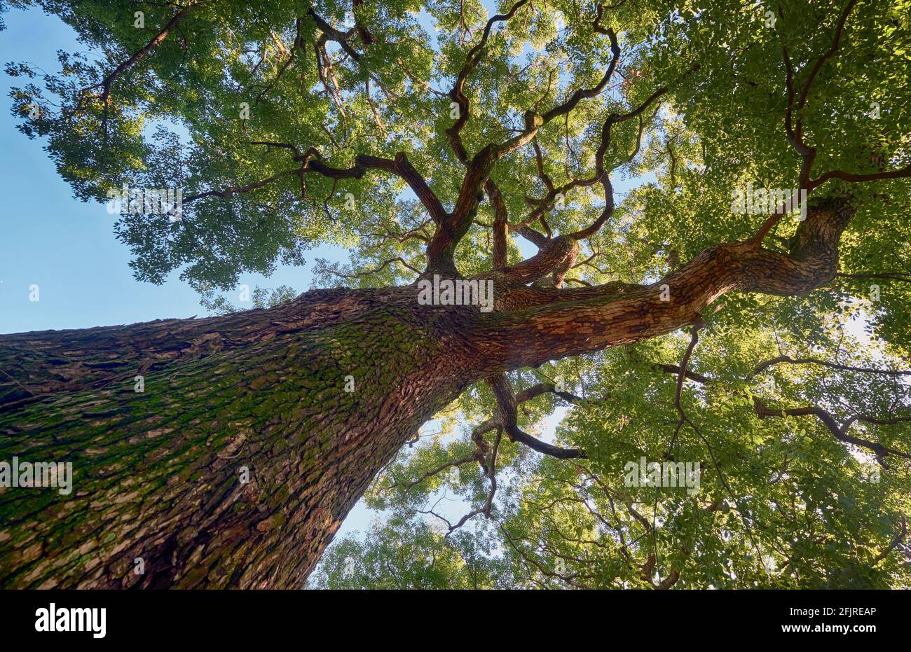 The view up to the crown of ancient camphor tree (Cinnamomum camphora ...