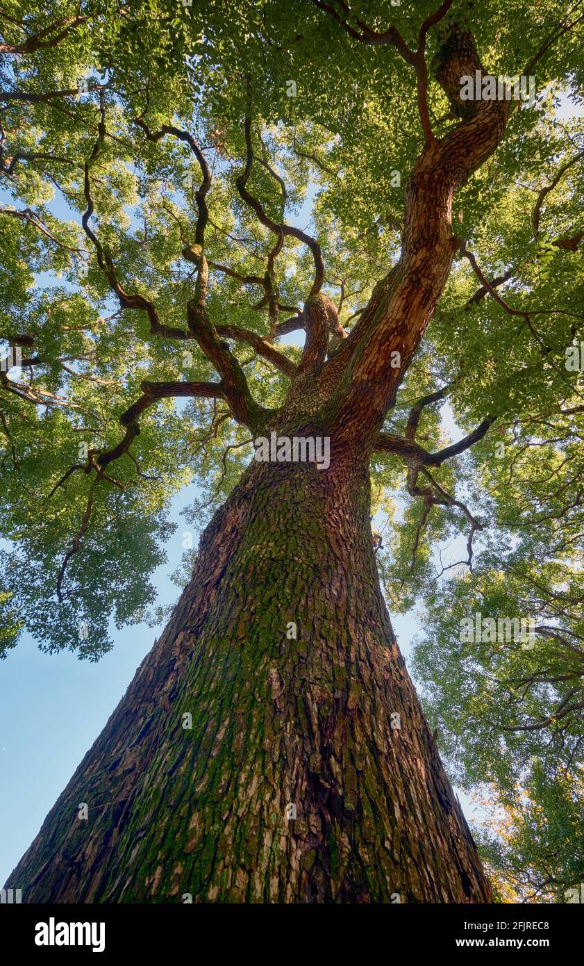 The view up to the crown of ancient camphor tree (Cinnamomum camphora ...