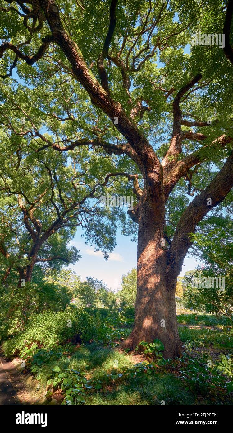 The view of the ancient camphor tree (Cinnamomum camphora) at the ...