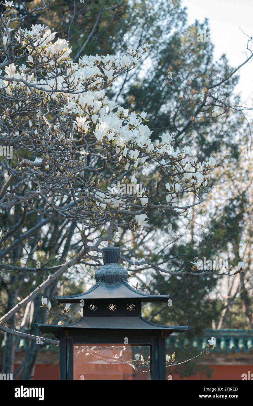 Lamp with red wall and spring flowers in the Forbidden City, Beijing ...