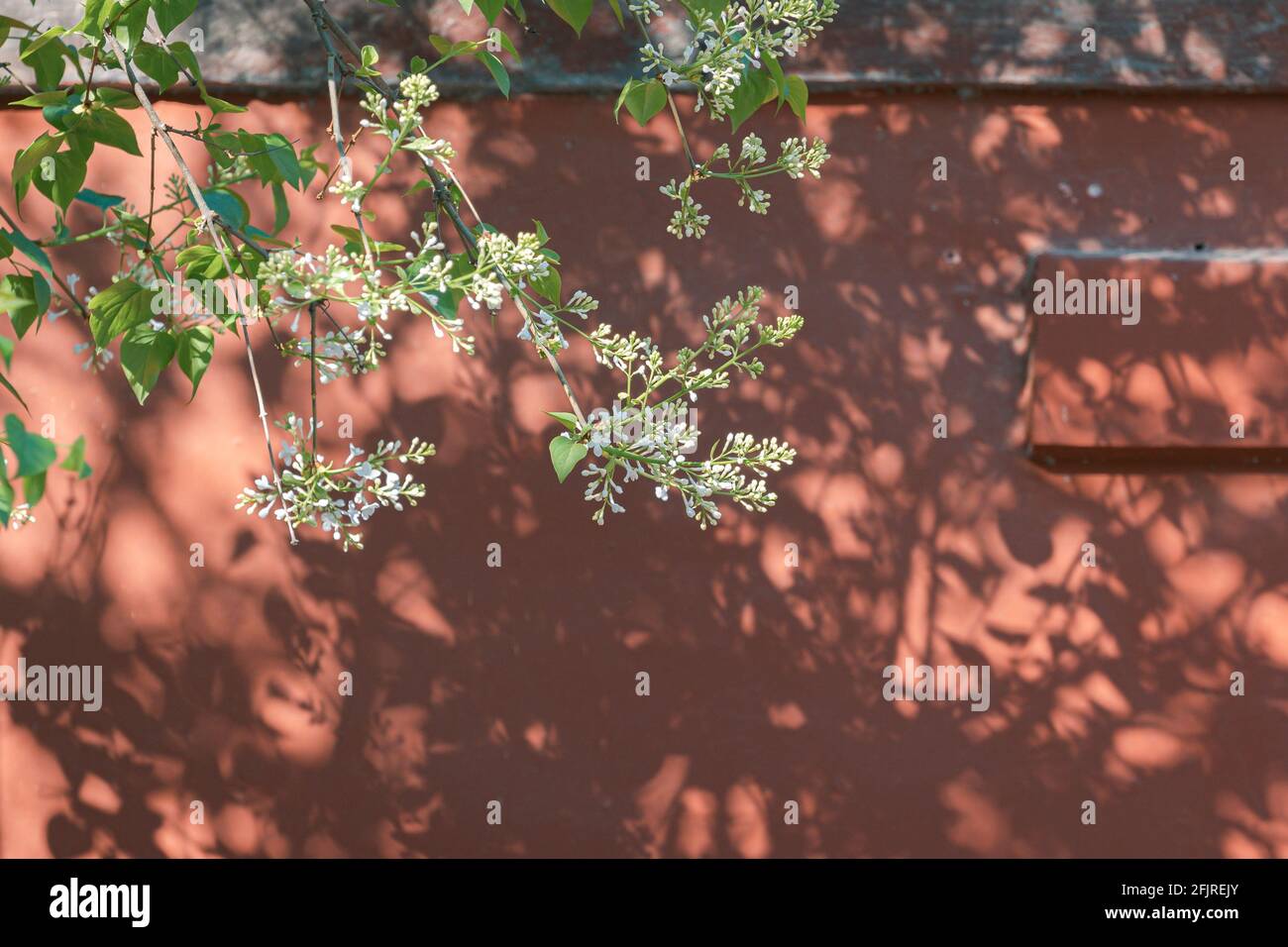 Spring flowers with red wall and ancient building background in the ...