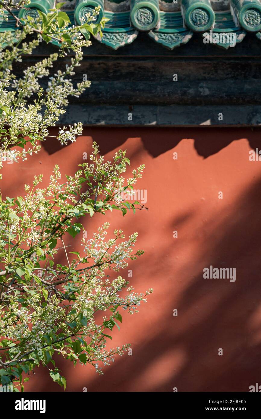 Spring flowers with red wall and ancient building background in the ...