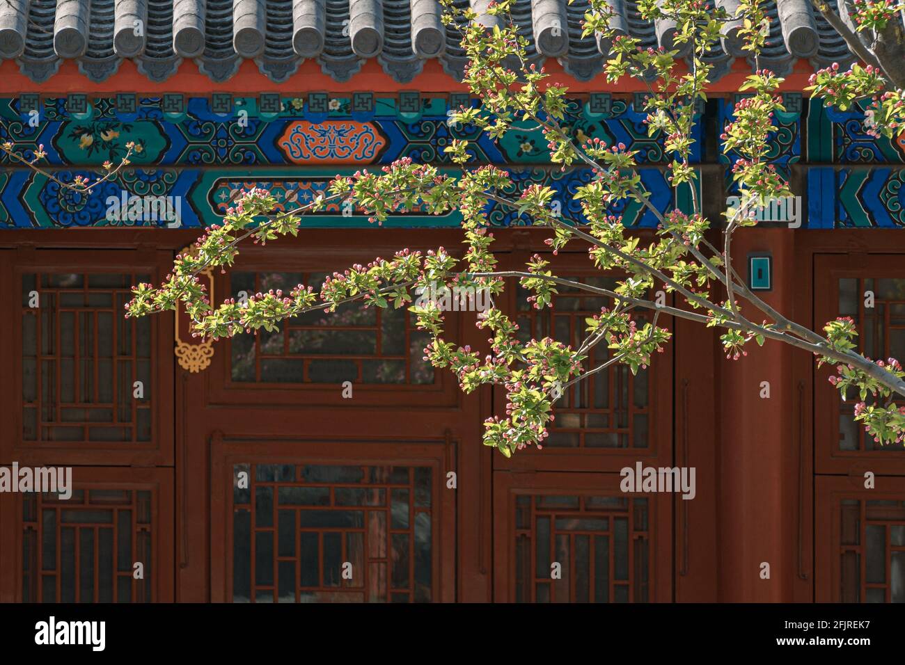 Spring flowers with red wall and ancient building background in the ...