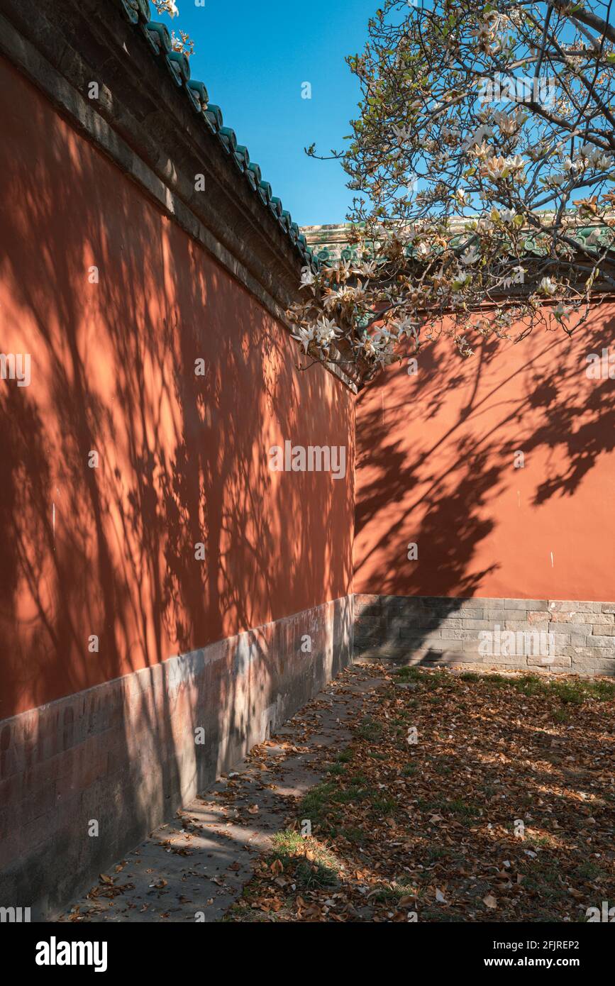 Spring flowers with red wall and ancient building background in the ...