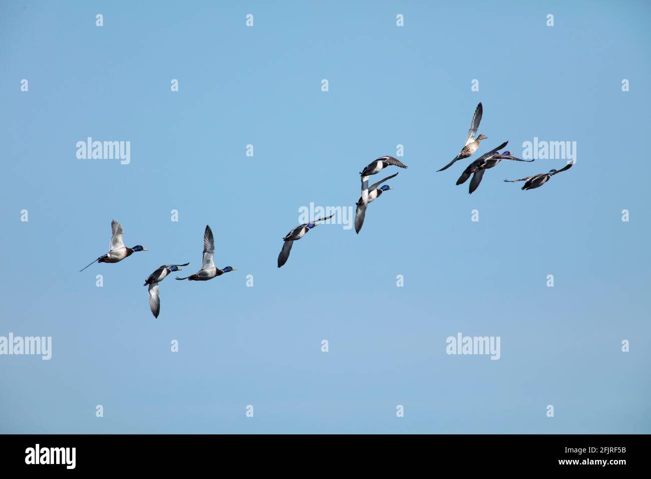 Common duck in migration hi-res stock photography and images - Alamy