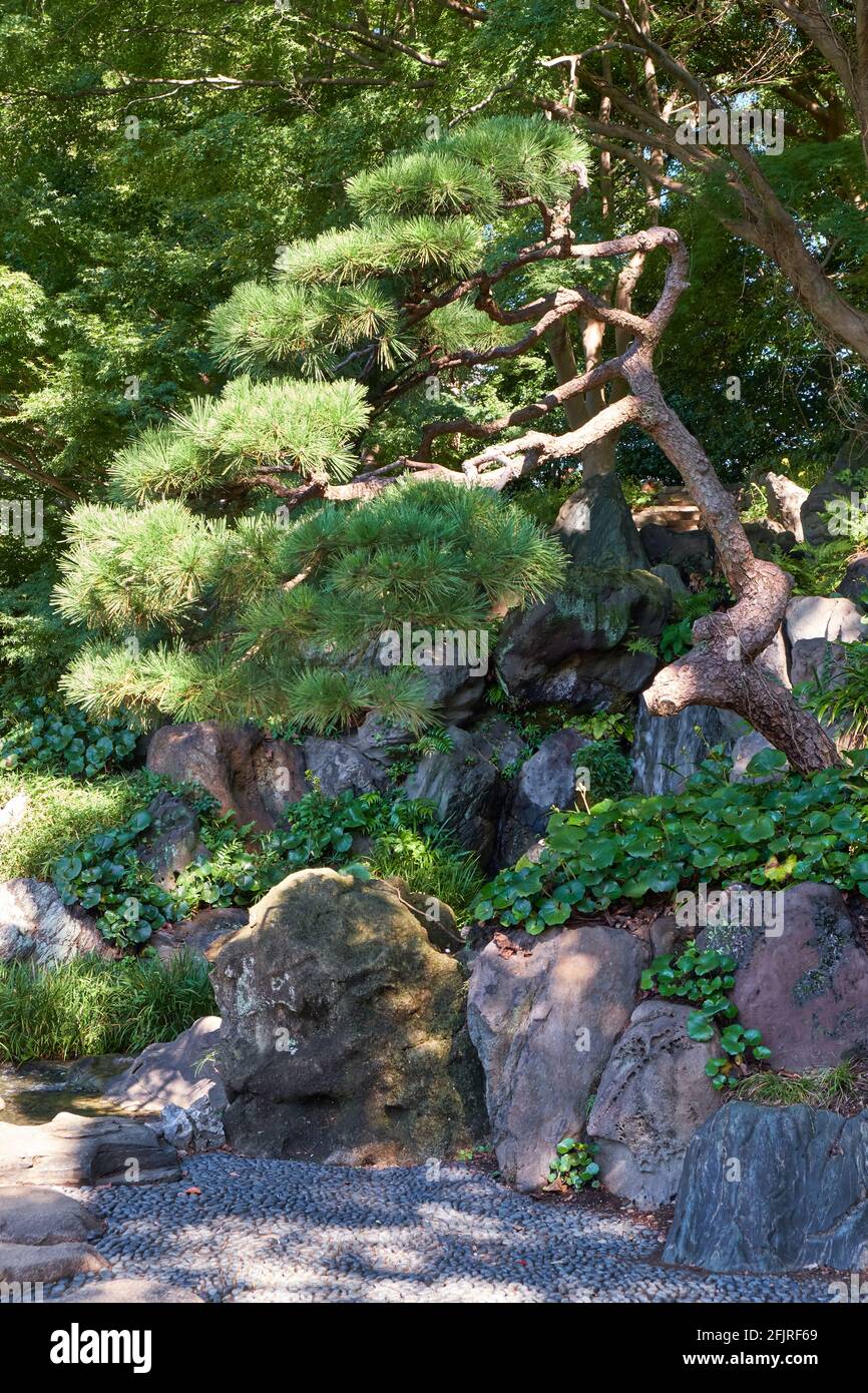 Ancient curved pine tree on the rocky slope at the traditional Japanese ...