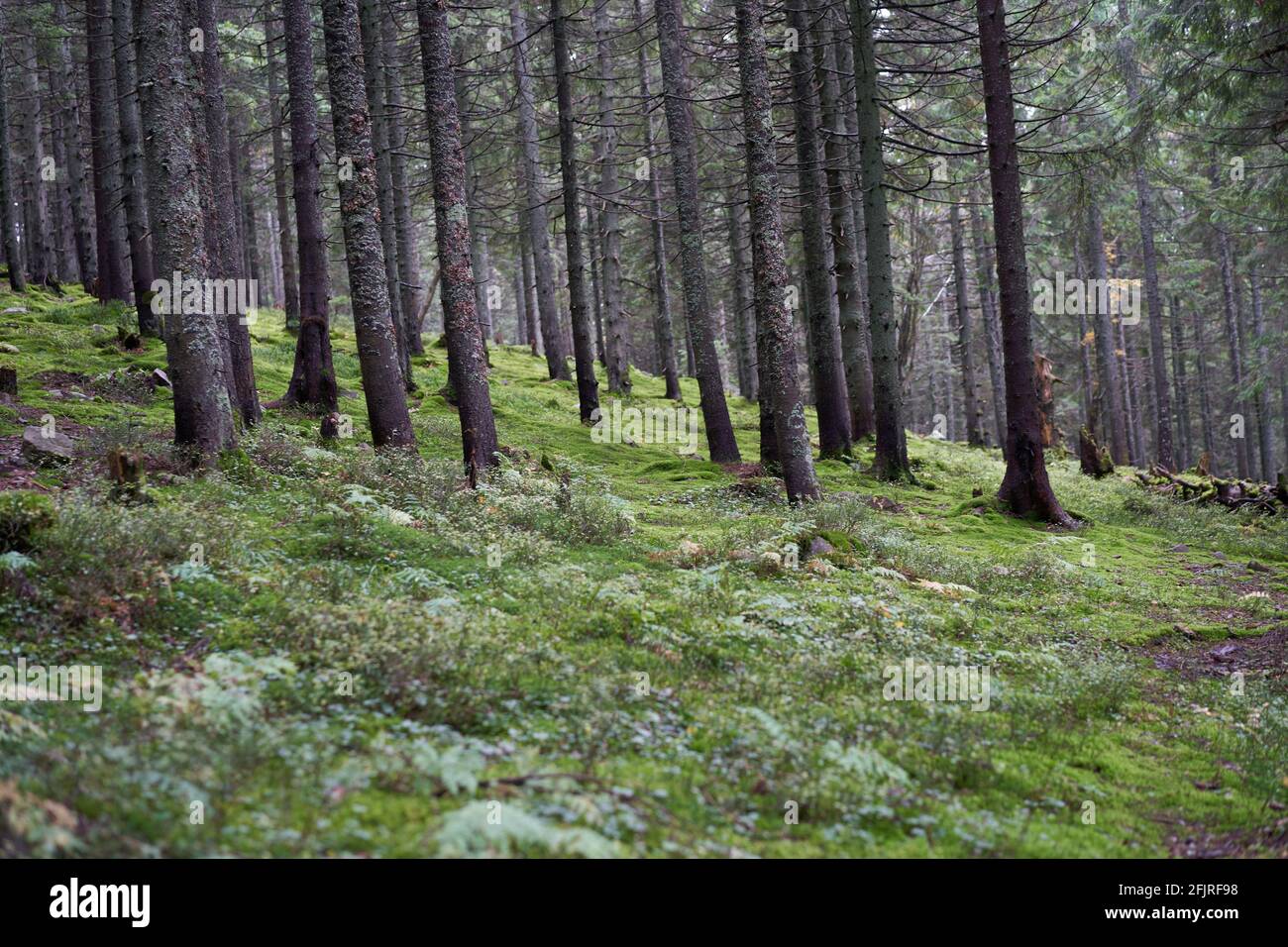 Pine mountain forest autumn season Beautiful landscape Horizontal photo ...
