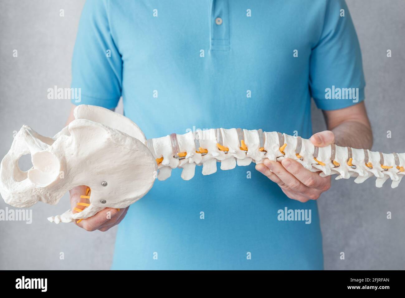 Physiotherapist holding spine model in the clinic, close-up mid section ...