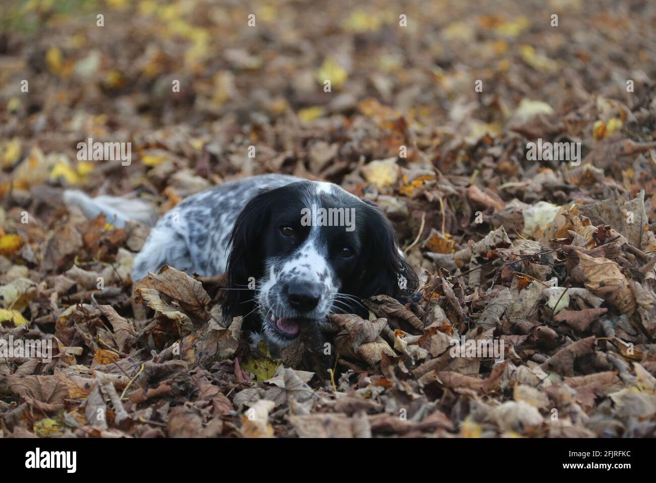 Black & white Sprocker dog in various locations & situations. Dog in ...