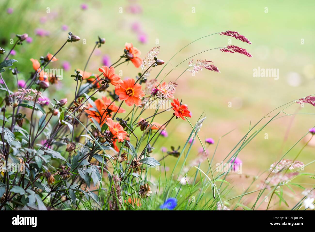 Fields Of Wildflowers Wallpaper