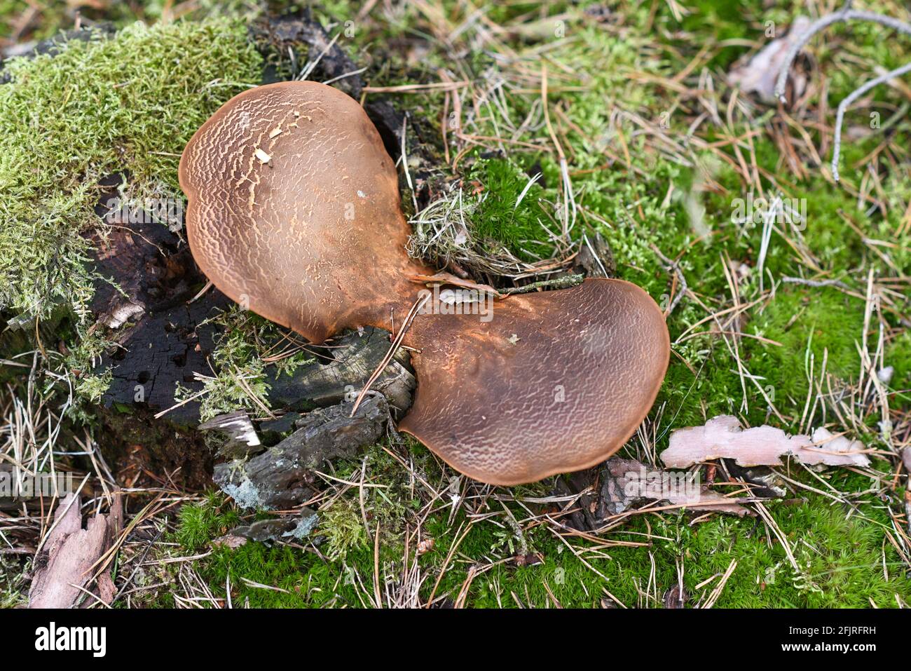 Large species of tree fungus hi-res stock photography and images - Alamy