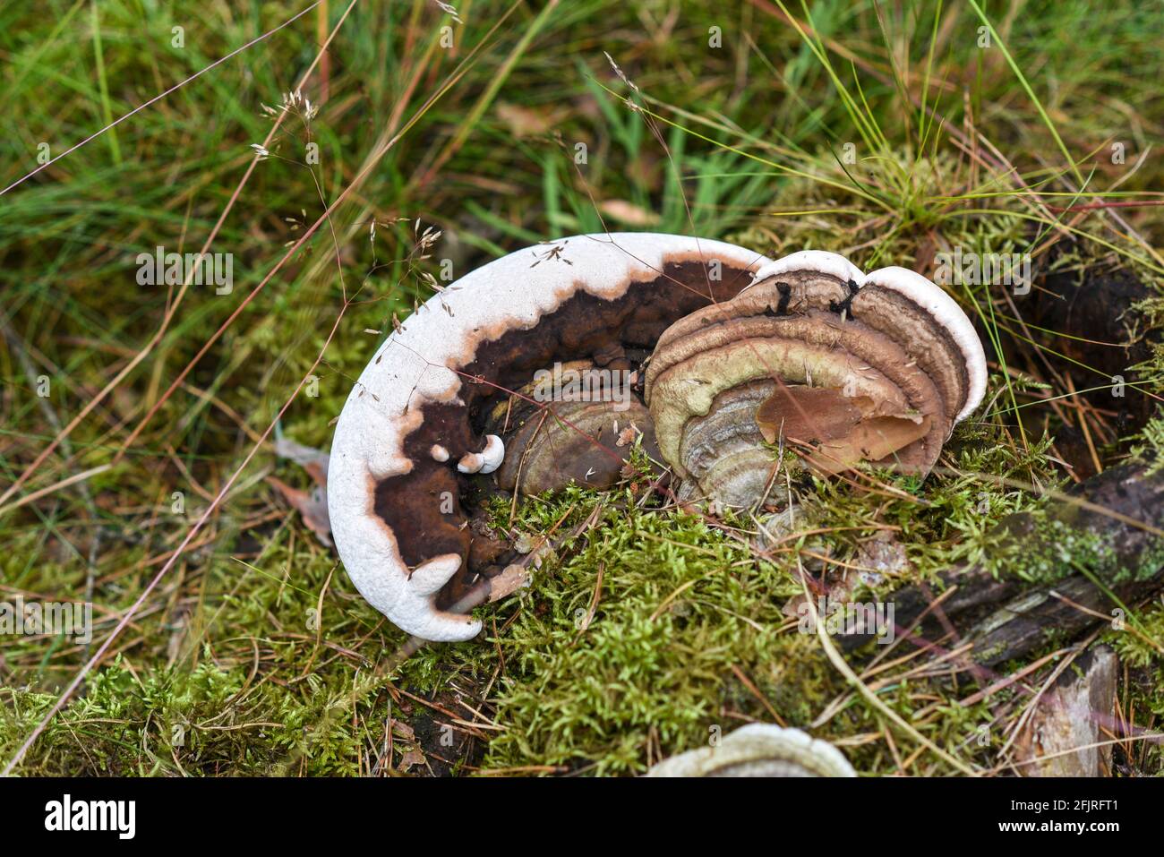Large species of tree fungus hi-res stock photography and images - Alamy