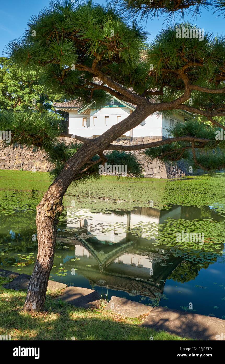 Picturesque cultivated pine trees on the background of Kikyo-bori moat ...