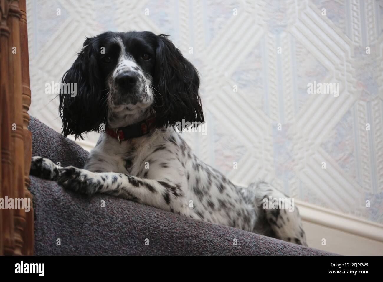 Black & white Sprocker dog in various locations & situations. Dog on ...