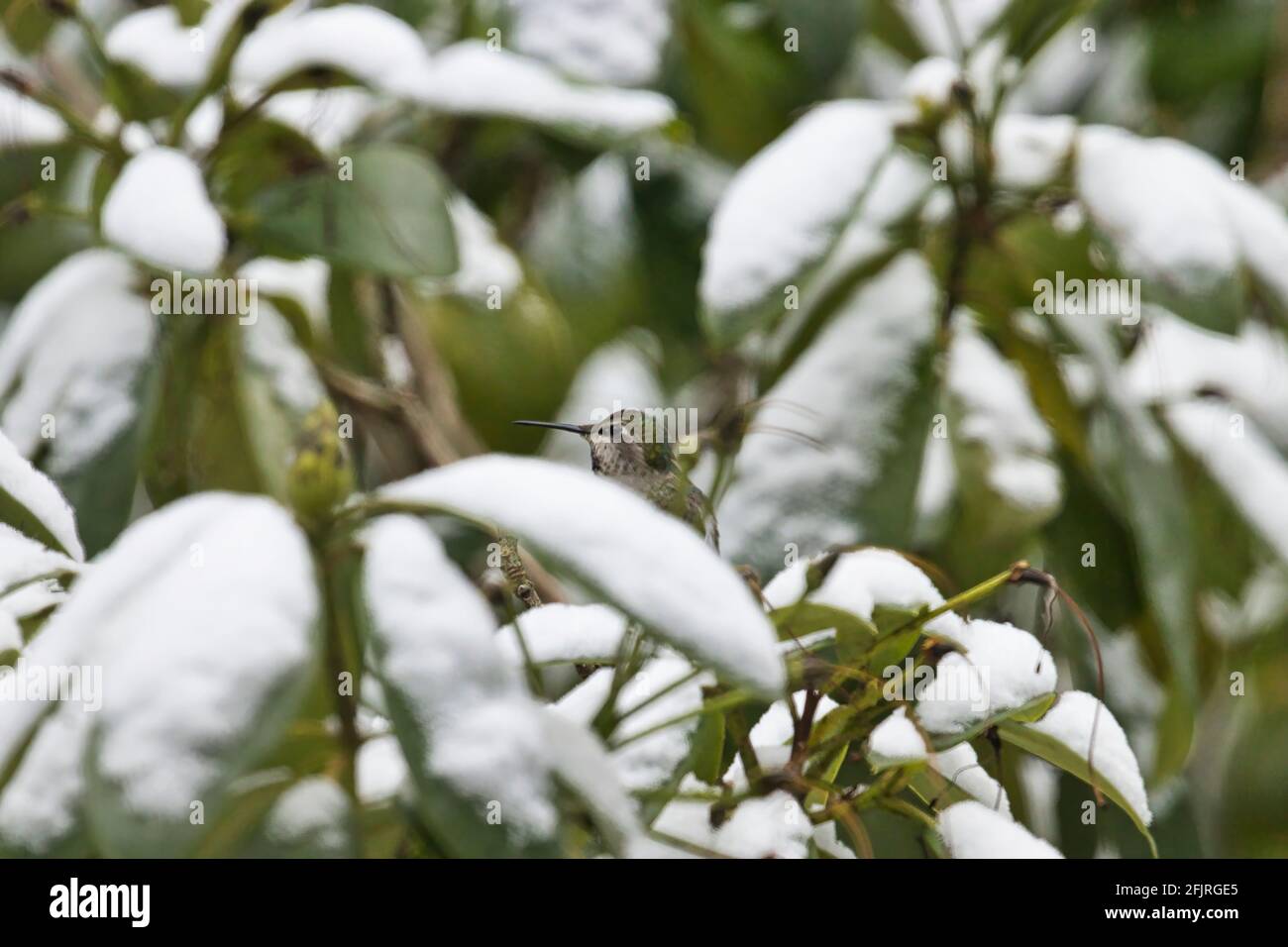 small hummingbird sitting up in a rhododendon in winter snow Stock ...
